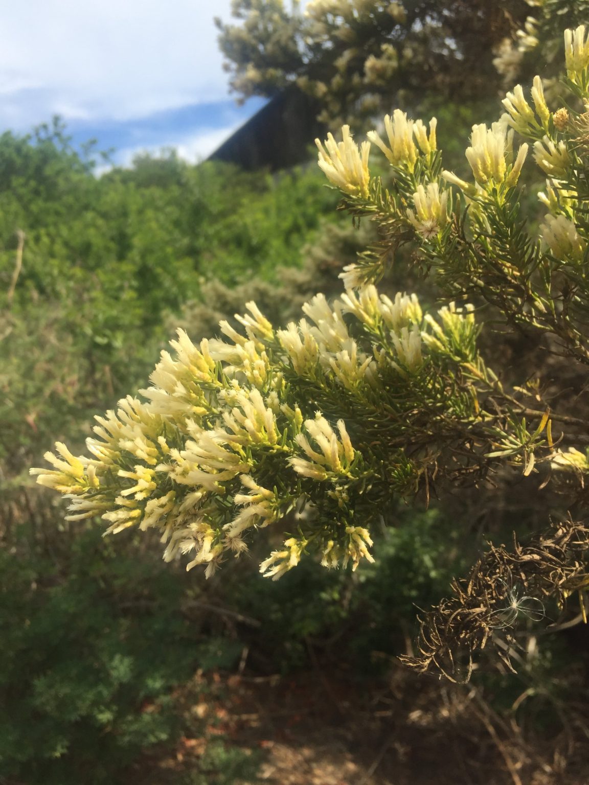 Flora y Fauna de Pichilemu- Flora del Bosque Esclerófilo / Matorral