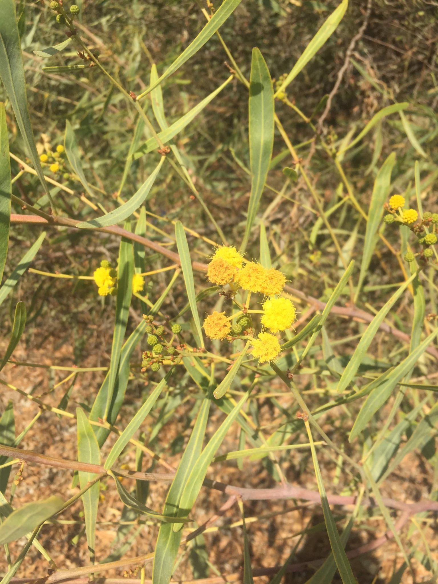 Flora y Fauna de Pichilemu- Flora del Bosque Esclerófilo / Matorral
