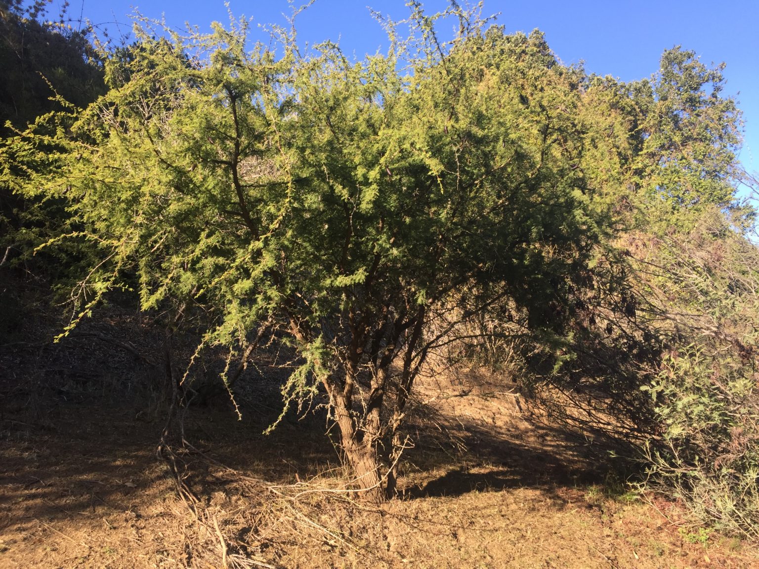 Flora y Fauna de Pichilemu- Flora del Bosque Esclerófilo / Matorral