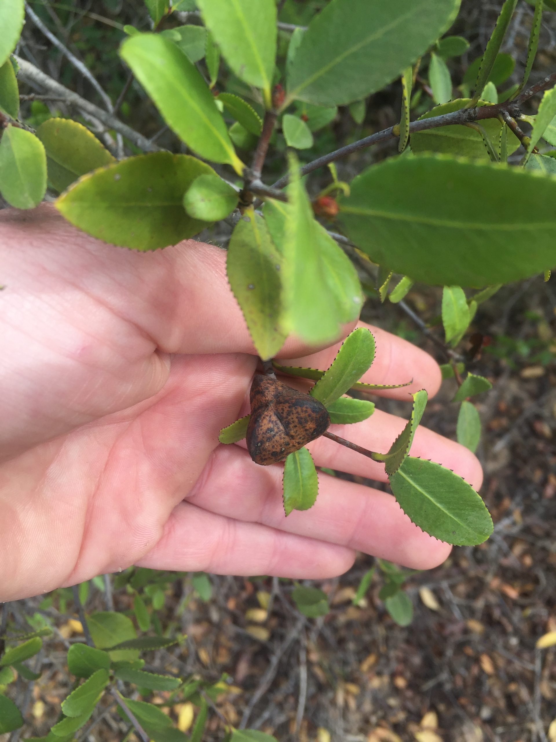 Flora y Fauna de Pichilemu- Flora del Bosque Esclerófilo / Matorral