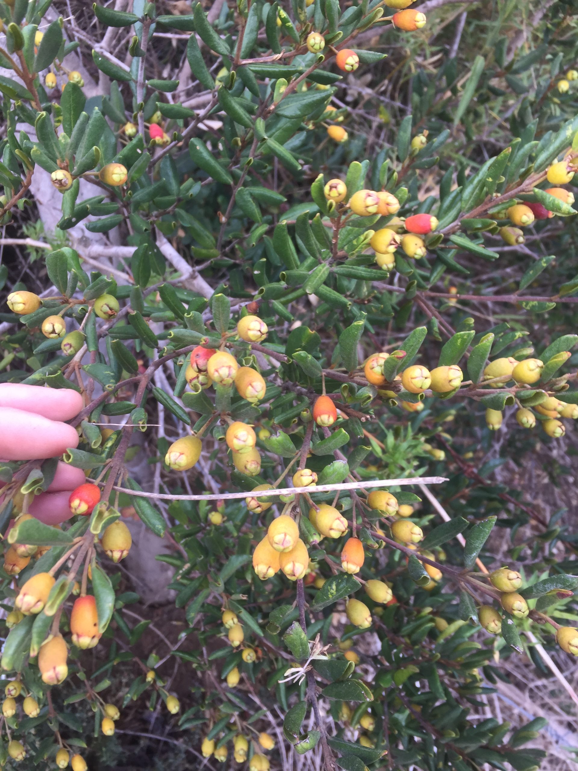 Flora y Fauna de Pichilemu- Flora del Bosque Esclerófilo / Matorral